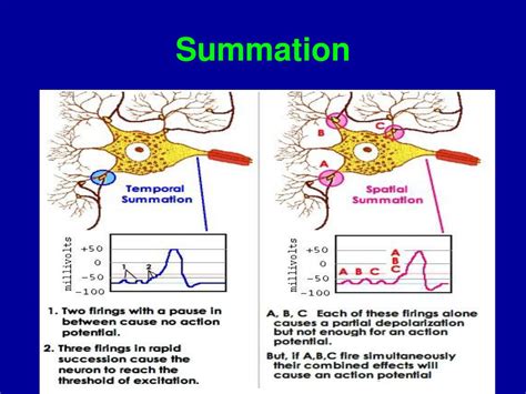 Ppt הסינפסה The Synapse Powerpoint Presentation Free Download