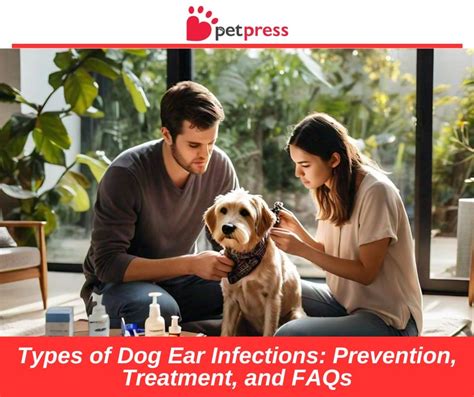 Types Of Dog Ear Infections Prevention Treatment And Faqs Petpress