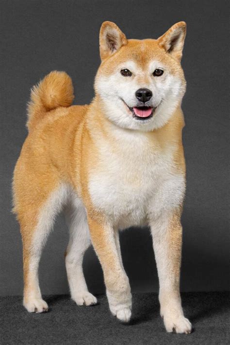 Shiba Inu Dog Breed Info Traits Temperament And Care