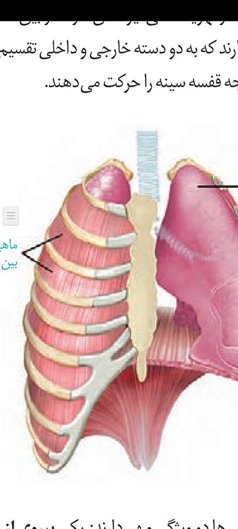 تدریس اسکلت بدن انسان زیست شناسی یازدهم تجربی کنکور آکادمی امروز