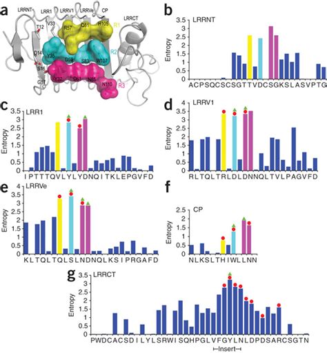 Molecular Architecture Of The Antigen Binding Site Of Vlrs A Surface