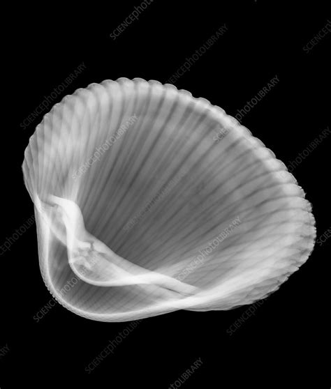 Bivalve Sea Shell X Ray Stock Image C0288501 Science Photo Library
