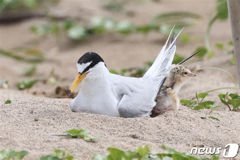 둥지 밖이 궁금한 쇠제비갈매기 네이트 뉴스
