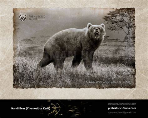nandi bear chemosit