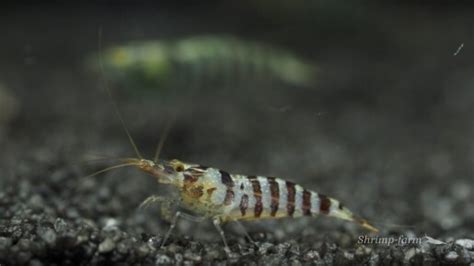 Caridina Indian Zebra Babaulti Stripe Shrimp Farm