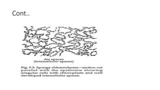 Simple And Complex Tissue Permanent Tissue PDF
