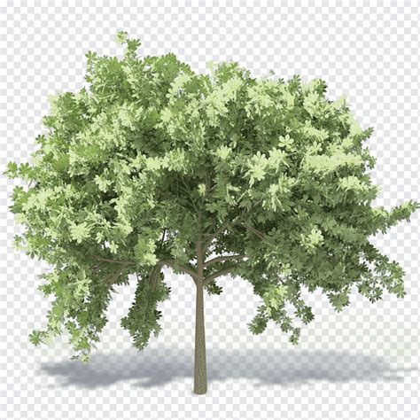 컴퓨터 지원 설계 건물 정보 모델링 Dwg Archicad Autodesk Revit Baobab Tree 3d 컴퓨터 그래픽 잎 분기 Png Pngwing