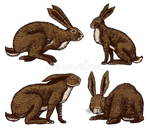 Wild Hares Set Rabbits Are Sitting And Jumping Forest Bunny Or Coney