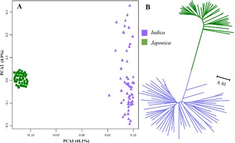 Figure 1 From Differentiation Of Morphological Traits And Genome Wide Expression Patterns