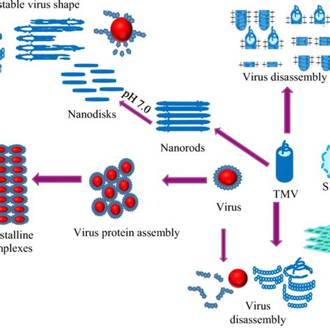 The Effect Of Amino Acids In The Protein Self Assembly Download Scientific Diagram
