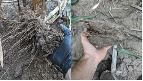 Addressing Compaction During The Regenerative Transition Part 1