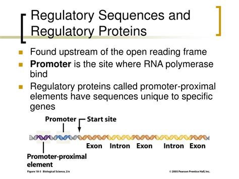 Ppt Control Of Gene Expression In Eukaryotes Powerpoint Presentation