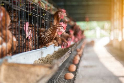 Mengintip Peluang Usaha Ternak Ayam Yang Menjanjikan Untung Besar