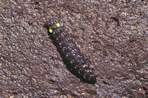 ホタルが光るのは何のため プチペディアで迫る昆虫植物動物のヒミツ アマナとひらく自然科学のトビラ NATURE