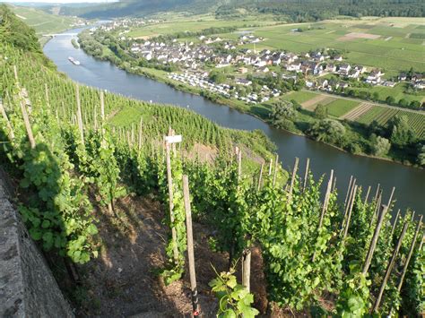 In Mosella si stanno abbandonando i vigneti più impervi; salviamoli ...