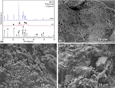 Phase Assemblage And Surface Microstructure Of The Scaffold Xrd