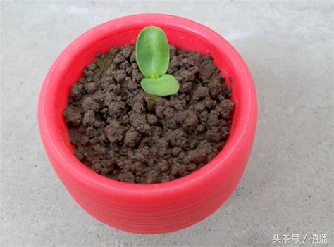 發芽了向日葵續 每日頭條