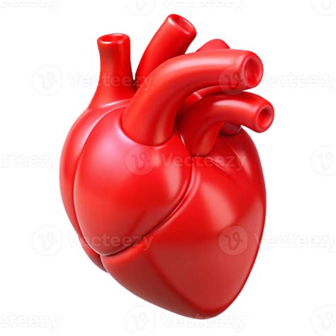 Impressive Passionate Vintage A Human Heart Anatomically Correct And