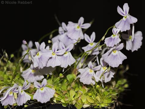 Quelchiide Utricularia Pictures Bilder