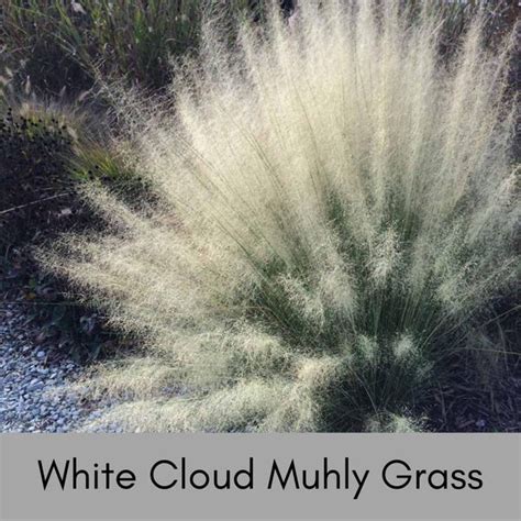 Muhly Grass Etsy