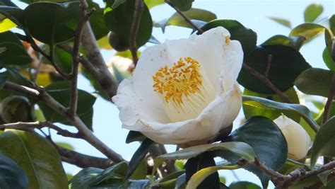 加茂本阿弥（かもほんなみ） ― 椿の図鑑 写真の椿園