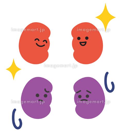 健康な腎臓と不健康な腎臓のイラスト 142942865 イメージマート
