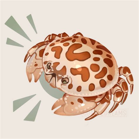 Invertober Day 8 Calico Crab By Cuttledreams On Deviantart