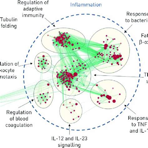 Gene Expression Pathways Enriched In Both Human Lung Transplants And In
