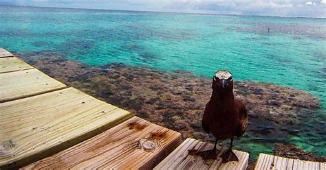 Grumpy Bird Imgur