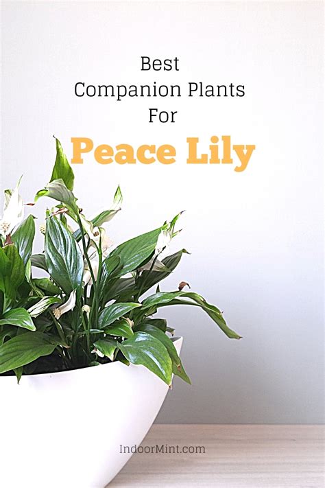 6 Beautiful Companion Plants For Peace Lily Indoor Mint