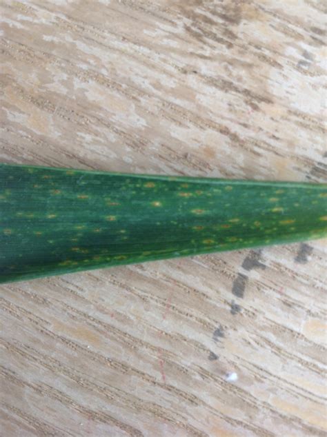 Is This Brown Rust The Farming Forum