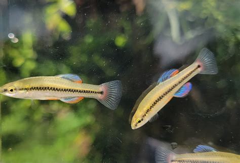 Bluefin Killifish Lucania Goodei Buy Live Fish Online Online Fish