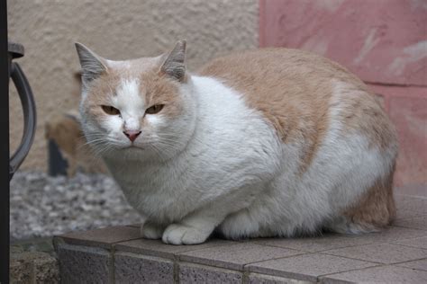 黒キジトラ赤キジトラ 一日一猫