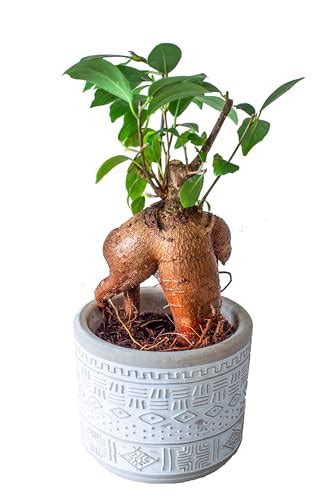 Miipas がじゅまる 観葉植物 本物 【 初心者にも簡単に育てられる ガジュマル 】 植物 ミニ ミニ観葉植物 グリーン 室内用