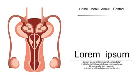 Premium Vector Male Reproductive System Vector Diagram On White