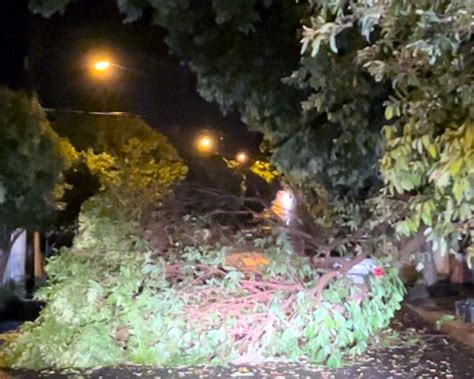 Tempestade Causa Estragos Em Jales Com Queda De árvores Alagamentos E