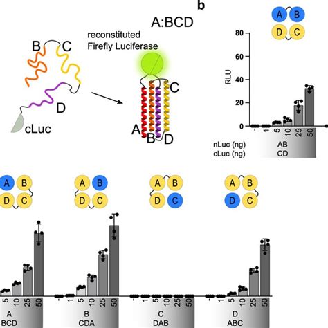 Design And Characterization Of 4hb Dimerization Domains In Hek293t