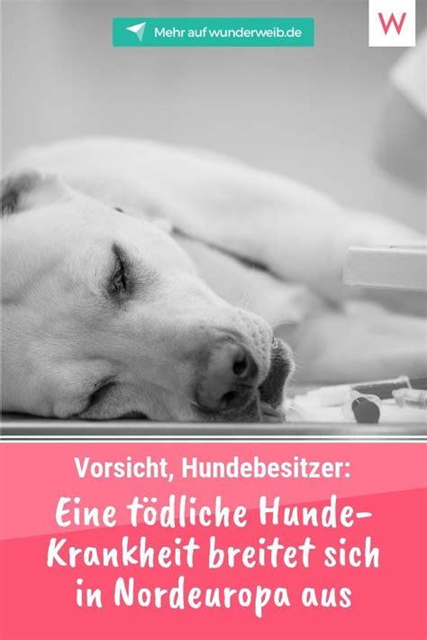 Tödliche Hunde Krankheit breitet sich in Nordeuropa aus Hunde