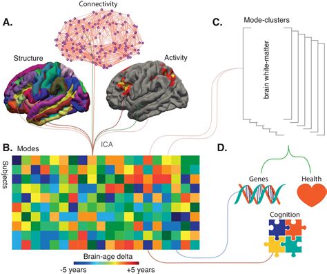 Imaging The Many Facets Of Brain Aging Elife