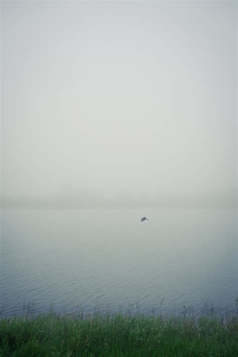 Fog And Bird — Sympolymathesy By Chris Krycho
