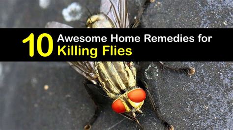 Killing Flies Quick Guide For Getting Rid Of A Fly Problem