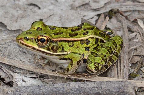 Frog Types