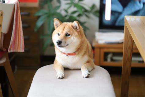 赤柴様専用