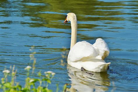 白鳥 鳥 水鳥 Pixabayの無料写真
