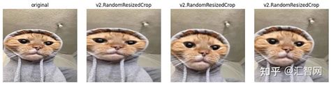 Pytorch微调终极指南3：使用数据增强 知乎