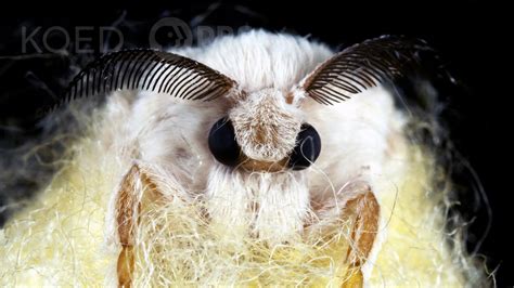 Silkworms Spinning Silk