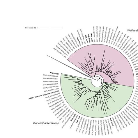 Phylogenetic Tree Based On 16s Rrna Sequence From Our Own Database And