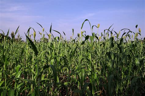 Cropping Seasons In India Rabi Kharif And Zaid Season