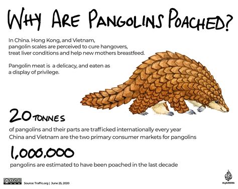 Pangolin субд