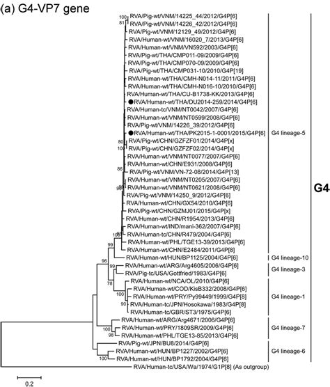 Phylogenetic Trees Constructed From The Nucleotide Sequences Of The Vp7